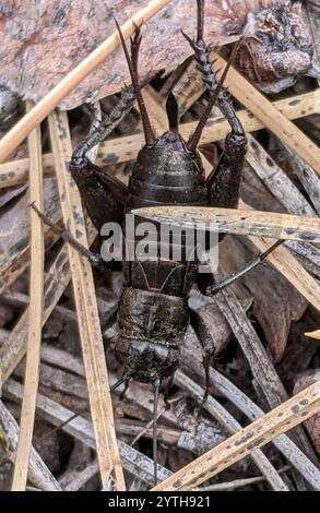 Western Rock-loving Field Cricket (Gryllus saxatilis Stock Photo - Alamy