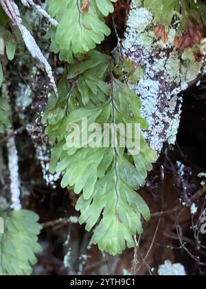 narrow filmy-fern (Hymenophyllum rarum Stock Photo - Alamy