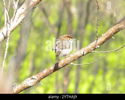 Fynbos Neddicky (Cisticola fulvicapilla silberbauer Stock Photo - Alamy