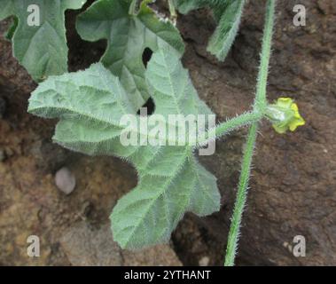 Small Wild Cucumber (Cucumis africanus Stock Photo - Alamy