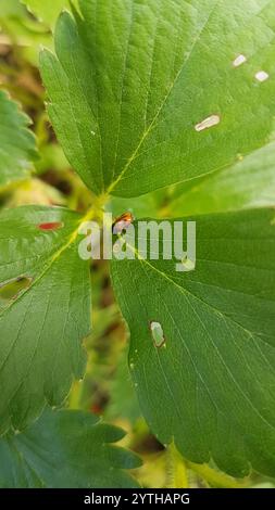 black-and-red pot beetle (Cryptocephalus bipunctatus) Insecta Stock ...
