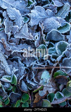 Close-up found intimate landscape of natural patterns. Age-defying ...