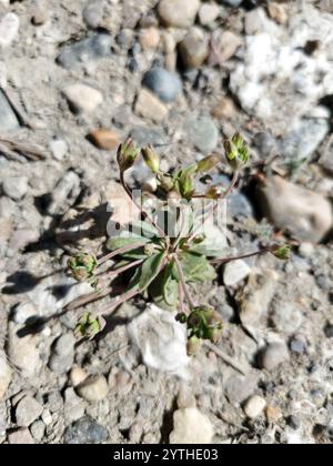 western rock-jasmine (Androsace occidentalis Stock Photo - Alamy