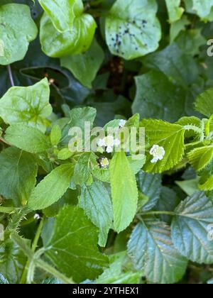 Fever Tea (Lippia javanica Stock Photo - Alamy