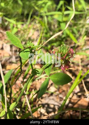 buffalo clover (Trifolium reflexum Stock Photo - Alamy
