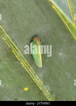 Ormenaria rufifascia - the palm flatid planthopper, a species of flatid ...