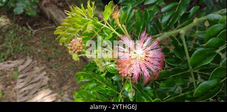 Monkey pod tree (Samanea saman, rain tree, giant thibet, inga saman ...