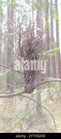 Huckleberry Broom Rust Fungus (Calyptospora columnaris Stock Photo - Alamy