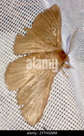 Clay Monkey (Phyllalia patens Stock Photo - Alamy