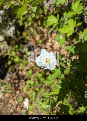 New Mexico raspberry (Rubus neomexicanus) Plantae Stock Photo - Alamy