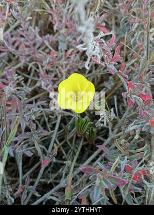 Yellow Sorrel (Oxalis flava Stock Photo - Alamy