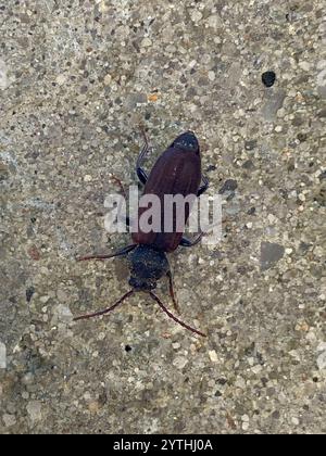 Black spruce borer, Asemum striatum on wood Stock Photo - Alamy