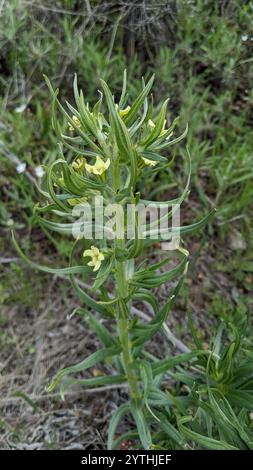 western stoneseed (Lithospermum ruderale Stock Photo - Alamy