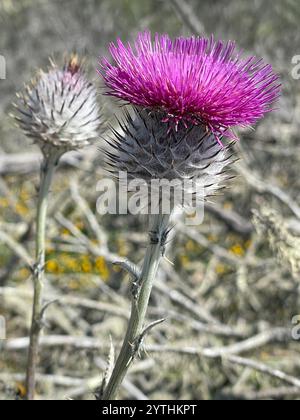 Cobwebby Thistle (Cirsium occidentale Stock Photo - Alamy