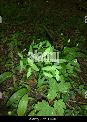 Sweet Spurge (Euphorbia dulcis Stock Photo - Alamy