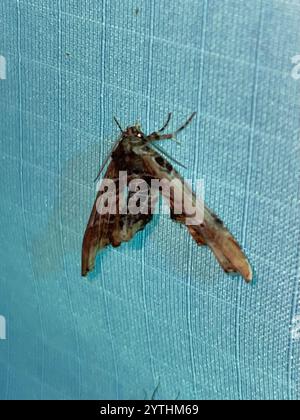 Light Marathyssa Moth (Marathyssa basalis Stock Photo - Alamy