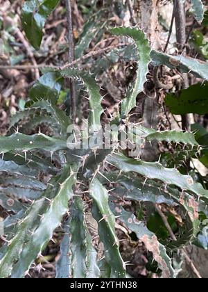 Valley Naboom (Euphorbia grandidens Stock Photo - Alamy