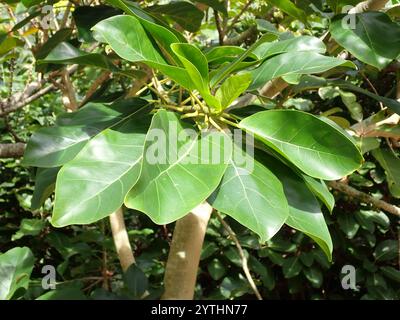 Bubu (Ficus bubu Stock Photo - Alamy