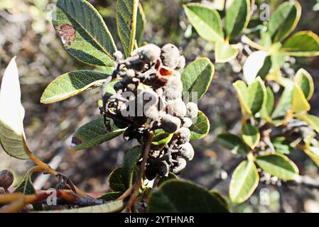 Baboon Guarri (Euclea polyandra Stock Photo - Alamy