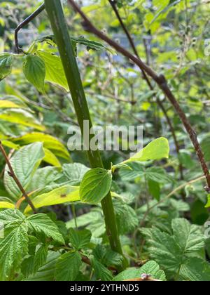 Round-leaved Dogwood (Cornus rugosa Stock Photo - Alamy