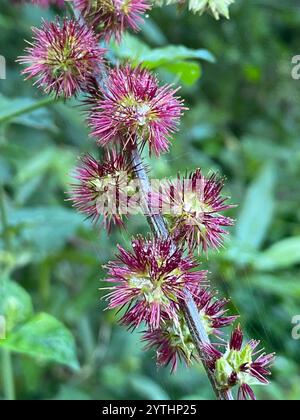 forest burr (Pupalia lappacea Stock Photo - Alamy