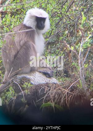Nepal Sacred Langur - Semnopithecus schistaceus, beautiful popular ...