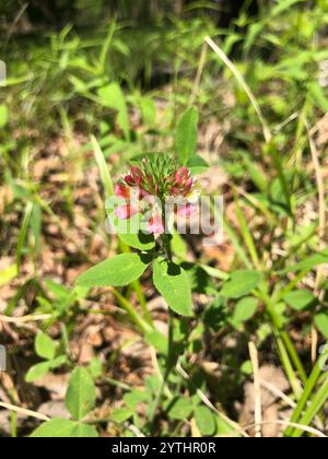 buffalo clover (Trifolium reflexum Stock Photo - Alamy