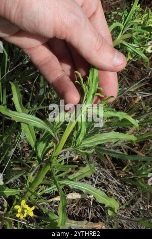Prairie-rocket Wallflower (Erysimum asperum Stock Photo - Alamy