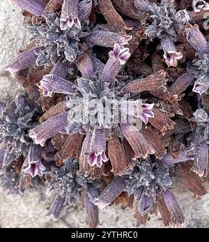 Chaparral Broomrape (Aphyllon tuberosum Stock Photo - Alamy