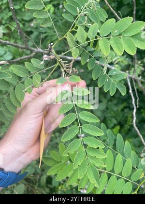Clammy Locust (Robinia viscosa Stock Photo - Alamy