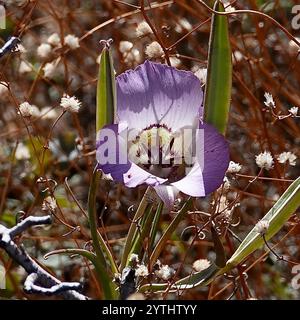 Arizona mariposa lily (Calochortus ambiguus Stock Photo - Alamy