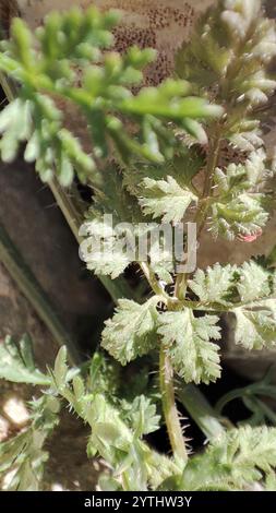 Flat-fruited Orlaya (Orlaya daucoides Stock Photo - Alamy