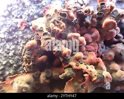 Red Toadskin Lichen (Lasallia rubiginosa Stock Photo - Alamy