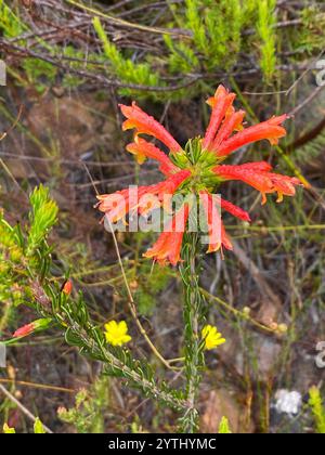 Grand Heath (Erica grandiflora Stock Photo - Alamy