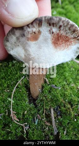 red-staining stalked polypore (Sanguinoderma rude Stock Photo - Alamy