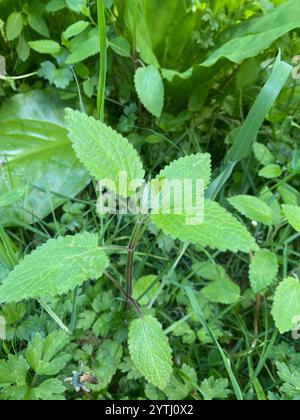 Coastal Hedge-nettle (Stachys chamissonis Stock Photo - Alamy