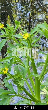 rock buttercup (Ranunculus micranthus Stock Photo - Alamy
