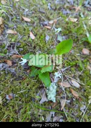 primrose-leaved violet (Viola primulifolia Stock Photo - Alamy