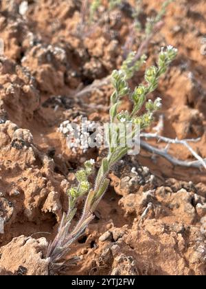 Flatspine Stickseed (Lappula occidentalis Stock Photo - Alamy