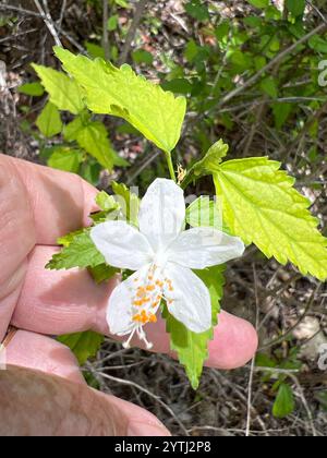 Brazilian rosemallow (Hibiscus phoeniceus Stock Photo - Alamy