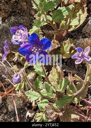 Sticky Phacelia (Phacelia viscida Stock Photo - Alamy