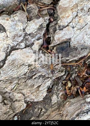 Western Velvety Tree Ant (Liometopum occidentale Stock Photo - Alamy