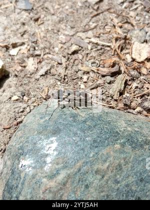 bright-spotted groundbug (Rhyparochromus vulgaris) Insecta Stock Photo ...