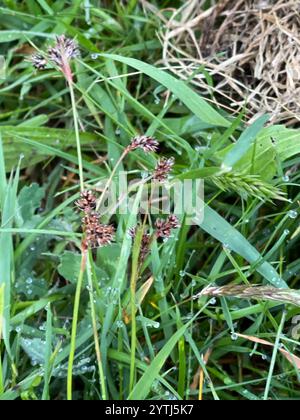 Field woodrush (Luzula campestris Stock Photo - Alamy