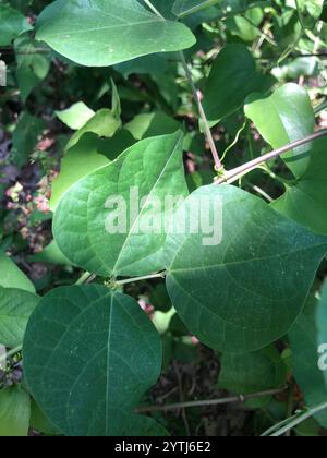 Thicket Bean (Phaseolus polystachios Stock Photo - Alamy