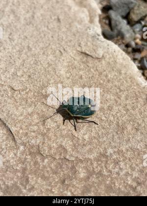 Say's Stink Bug (Chlorochroa sayi Stock Photo - Alamy