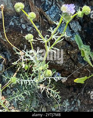 bluehead gilia (Gilia capitata Stock Photo - Alamy