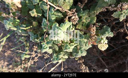Cat Herb (Pseudodictamnus africanus Stock Photo - Alamy