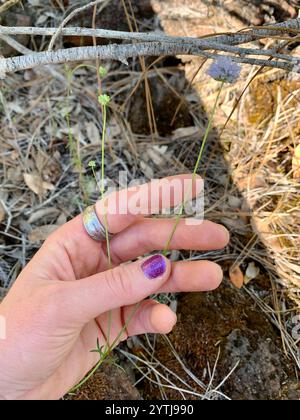 bluehead gilia (Gilia capitata Stock Photo - Alamy