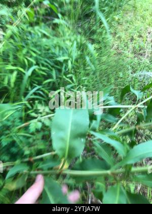 tall dock (Rumex altissimus Stock Photo - Alamy
